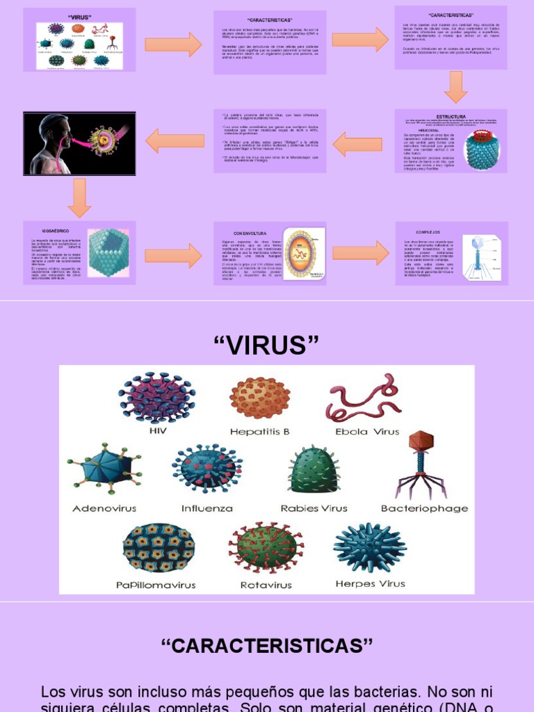 Virus 1 | PDF | Virus | Organismos