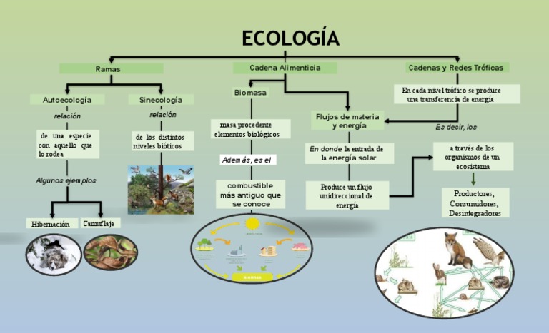 Mapa Conceptual de La Ecologia 4 | PDF