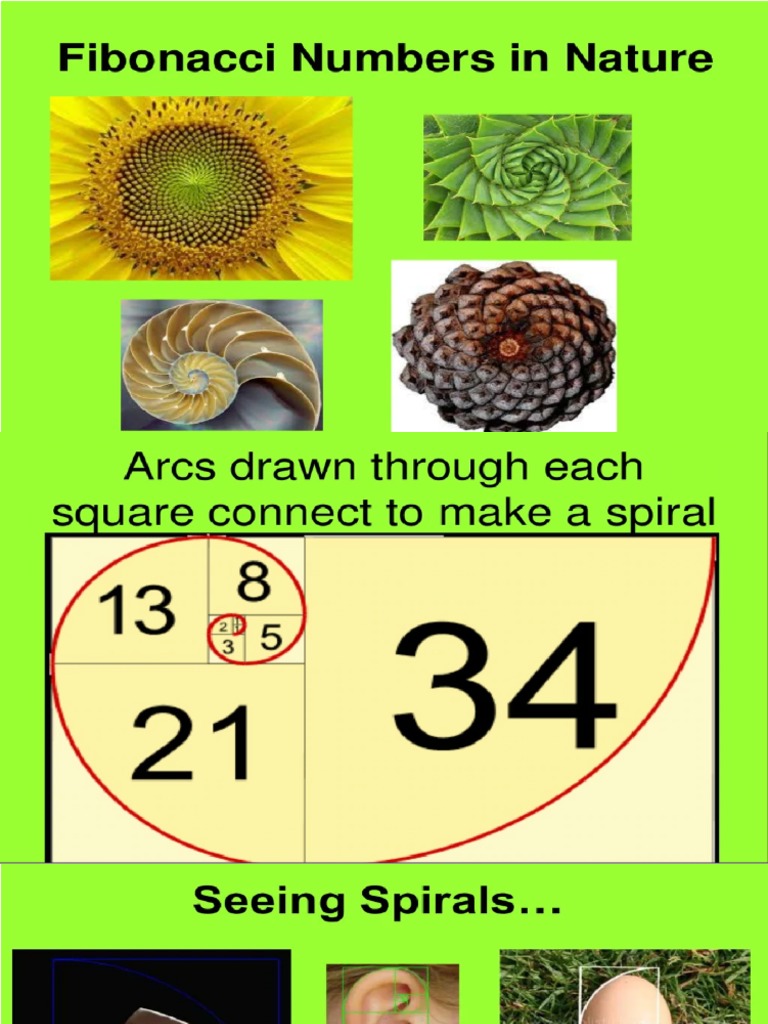 Fibonacci in Nature | PDF