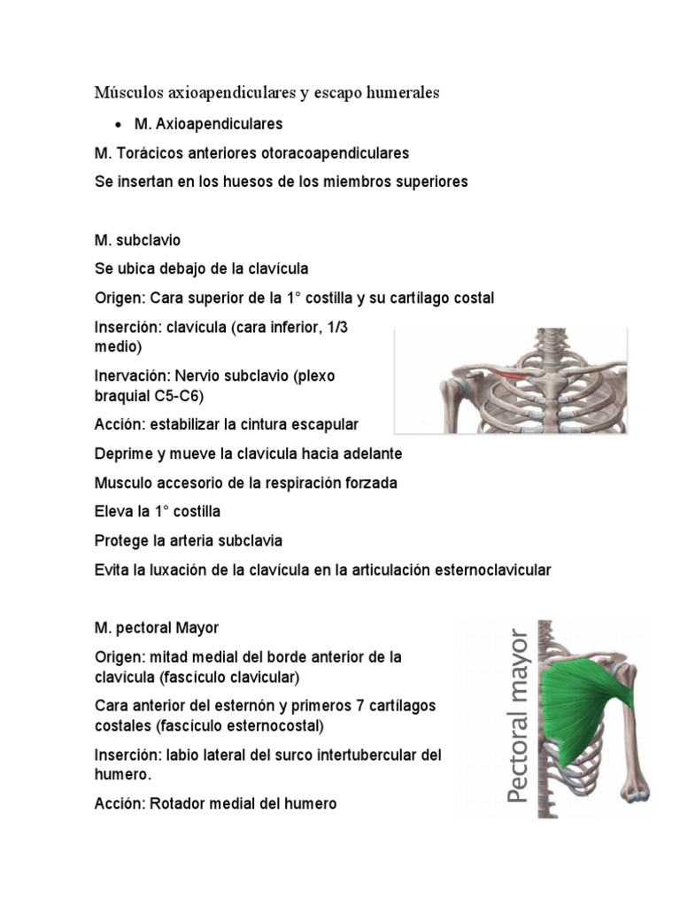 Músculos Axioapendiculares y Escapo Humerales | PDF | Extremidades ...