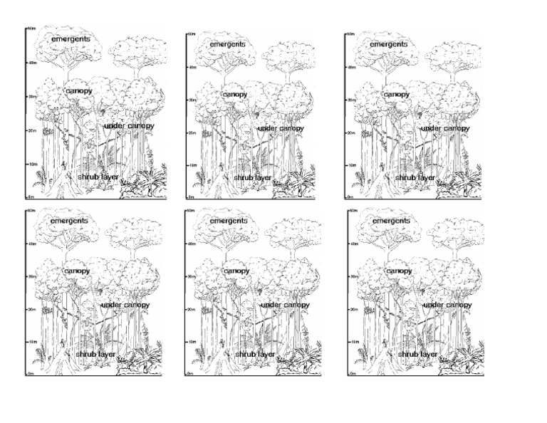 Rainforest (Layers of Trees) | PDF