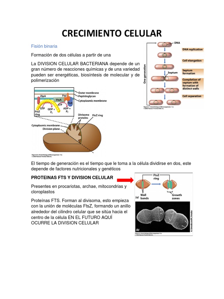 2do Parcial Guia | PDF | Biología Celular) | Esterilización (Microbiología)
