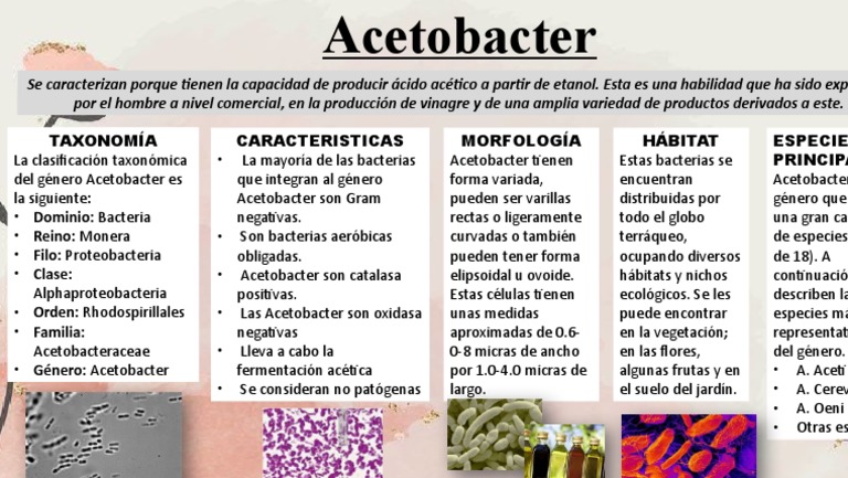 Acetobacter Ept | PDF
