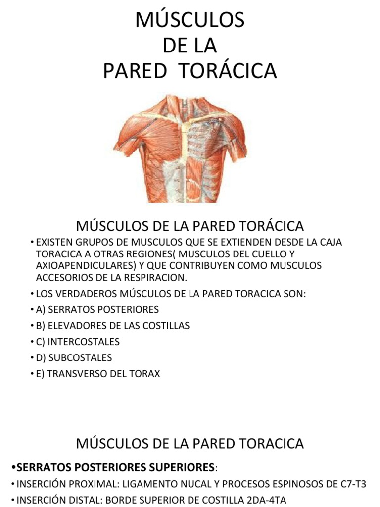 Músculos de La Pared Torácica | PDF | Tórax | Tórax (anatomía humana)