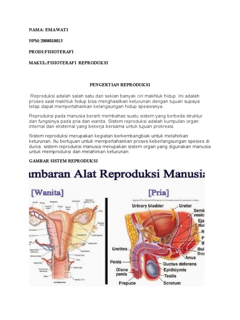 Tugas Reproduksi | PDF