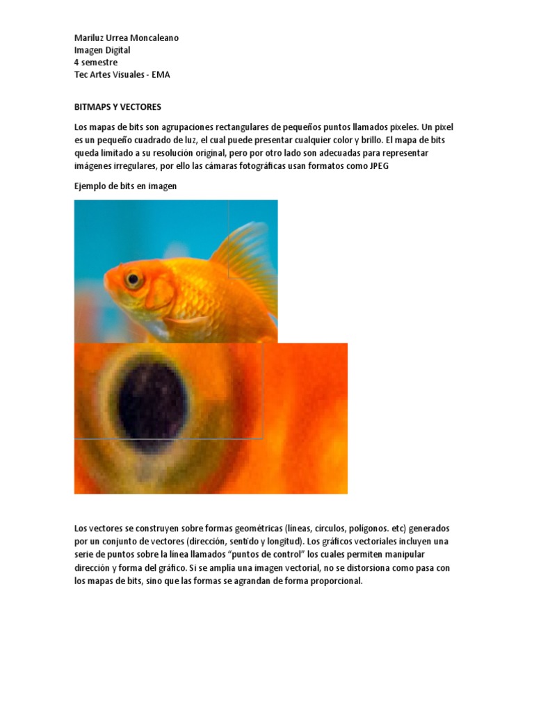 Bitmaps y Vectores | PDF