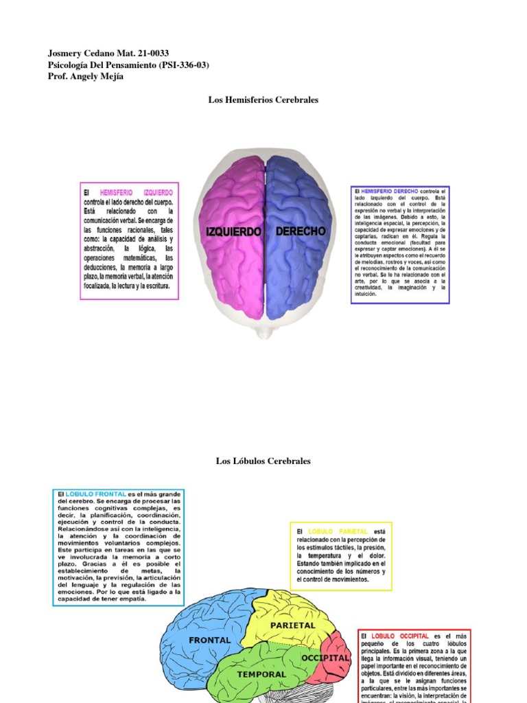 Hemisferios y Lobulos Cerebrales | PDF