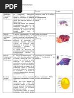 Significado de Rx y Rp en recetas médicas | PDF | Prescripción médica ...