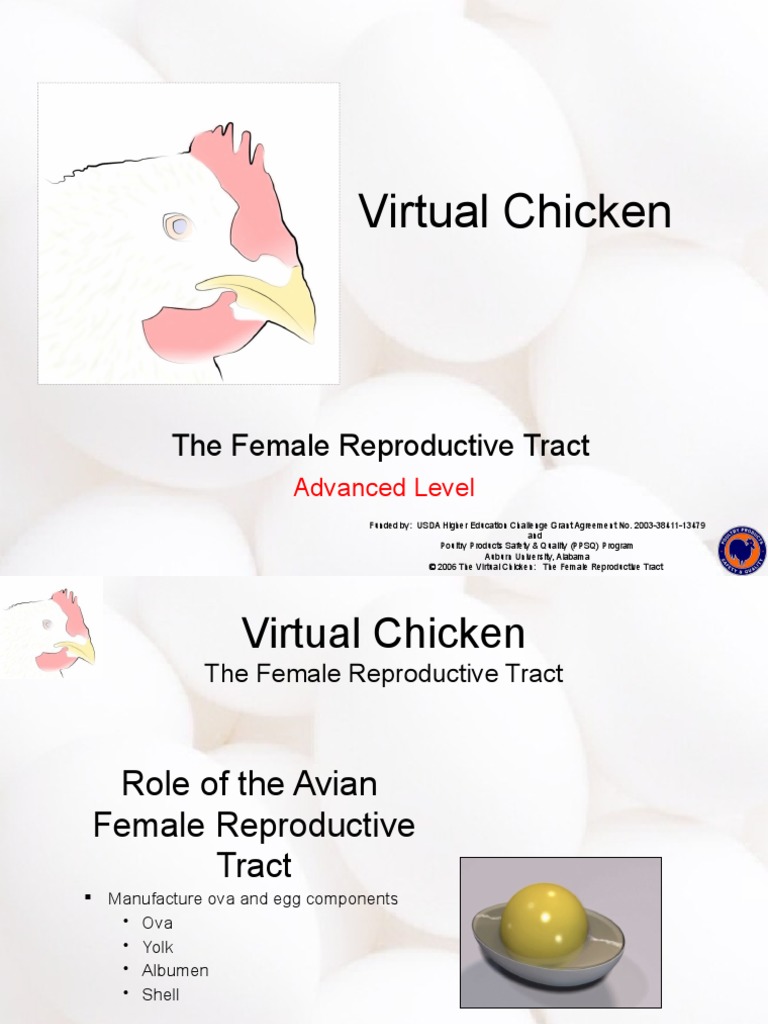 Feamle Reproductive System Poultry | PDF | Luteinizing Hormone | Ovary