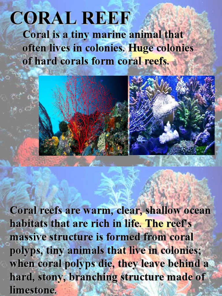 Coral Reef | PDF