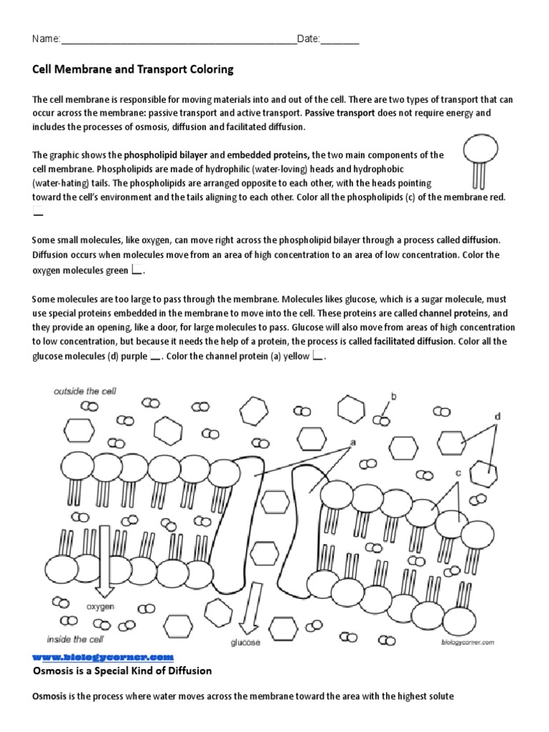 Cell Membrane and Transport Coloring | PDF | Lipid Bilayer | Osmosis