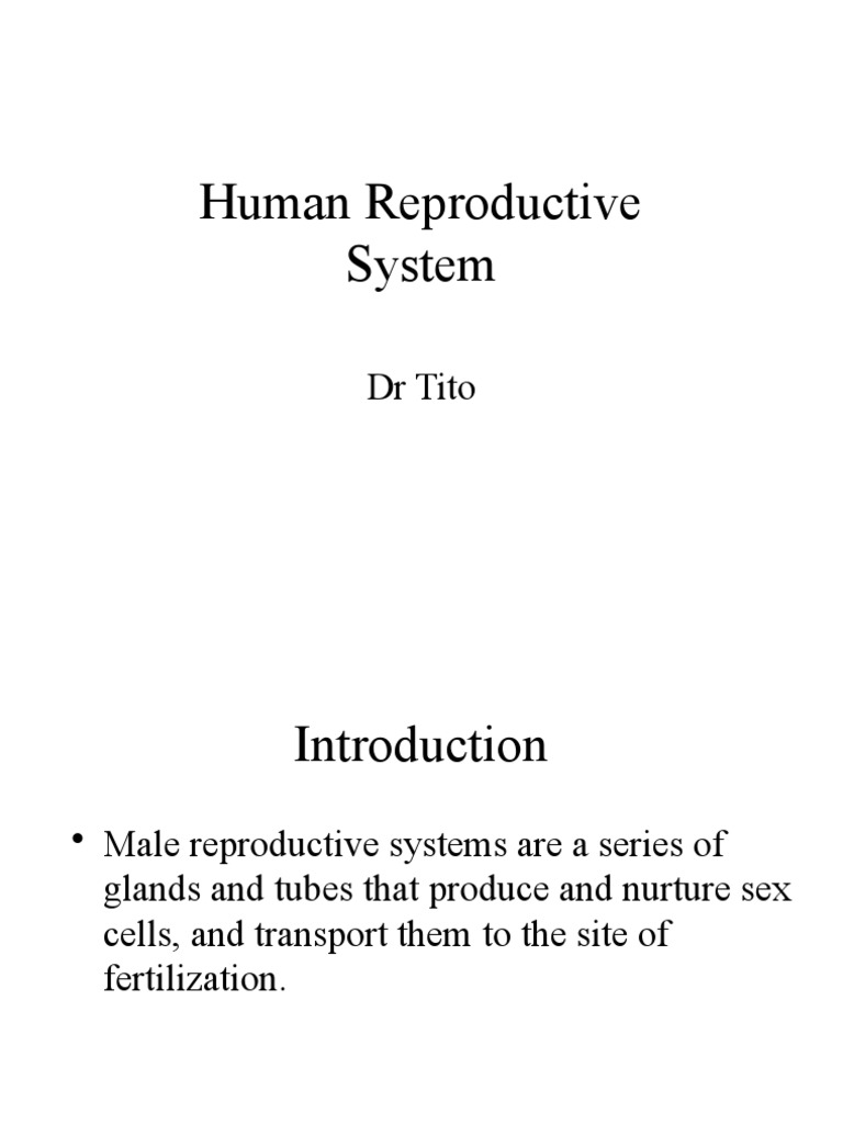 Human Male Reproductive System | PDF | Testicle | Prostate