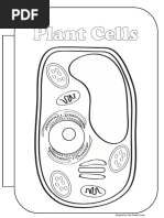 Animal and Plant Cell Match and Color Pages Freebie | PDF