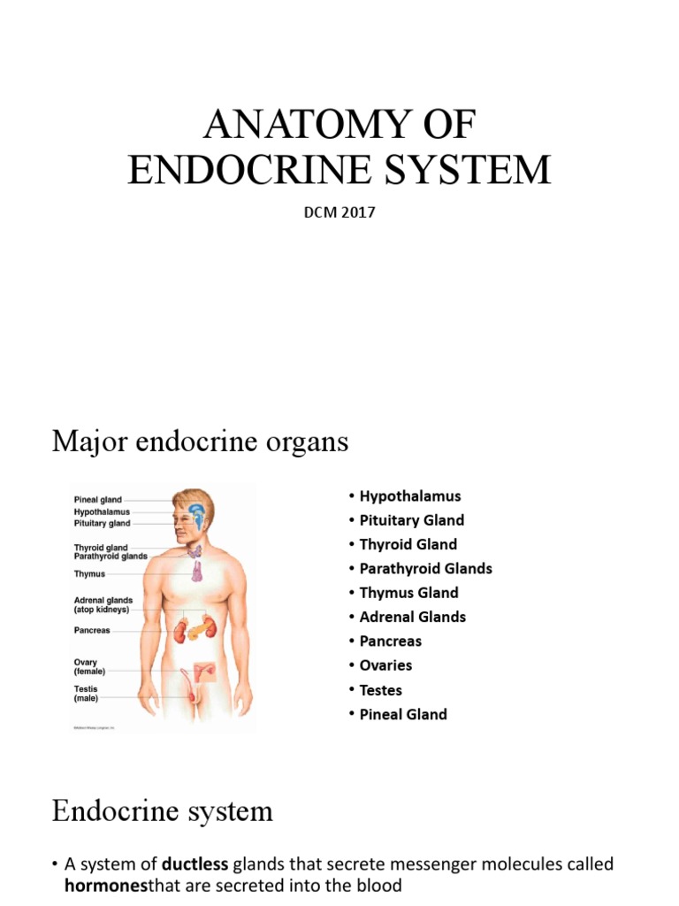 Endocrine System 2017 | PDF | Endocrine System | Adrenal Gland