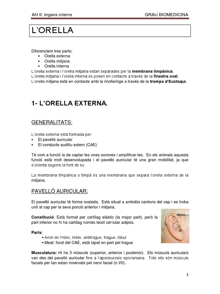 Orella Anatomia | PDF