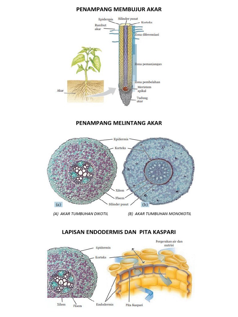 Penampang Membujur Akar | PDF
