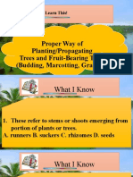 Method of Layout Orchard | PDF | Plants | Trees