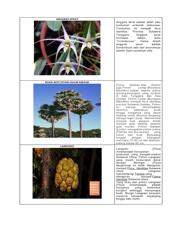 FLORA Dan FAUNA Dari SULAWESI | PDF