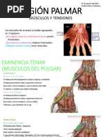 Extensor Comun de Los Dedos | PDF | Mano | Sistema musculoesquelético
