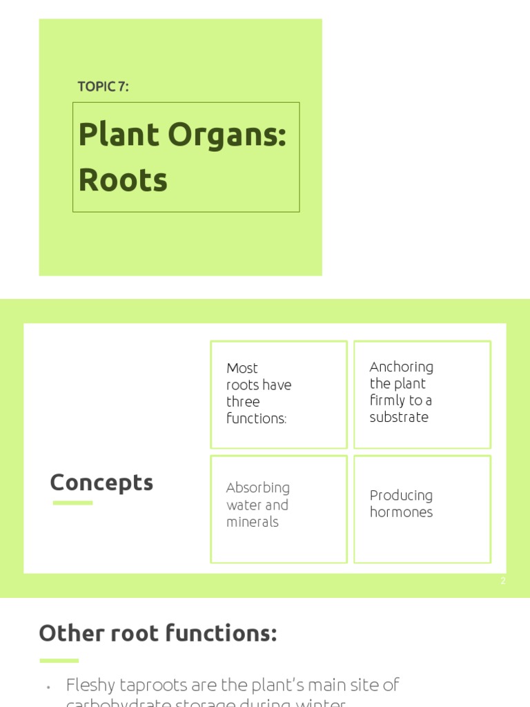 PBS100 - PPT 7 - Roots | PDF | Root | Plant Stem