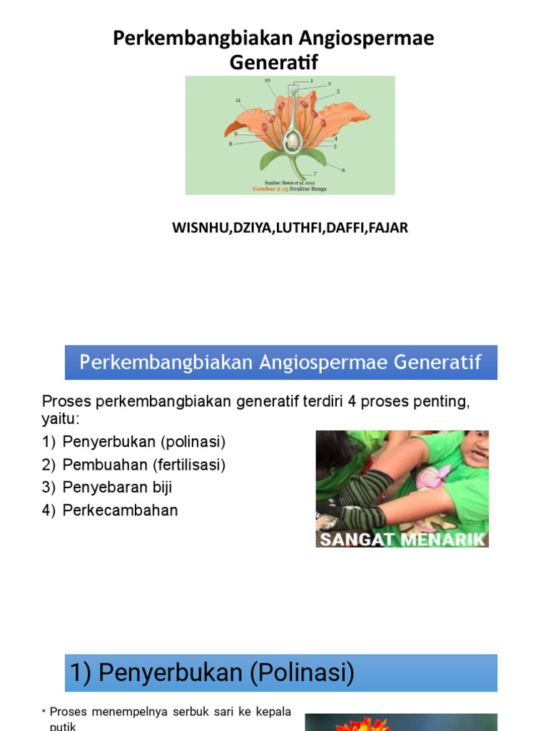 Perkembangbiakan Angiospermae Generatif1 | PDF