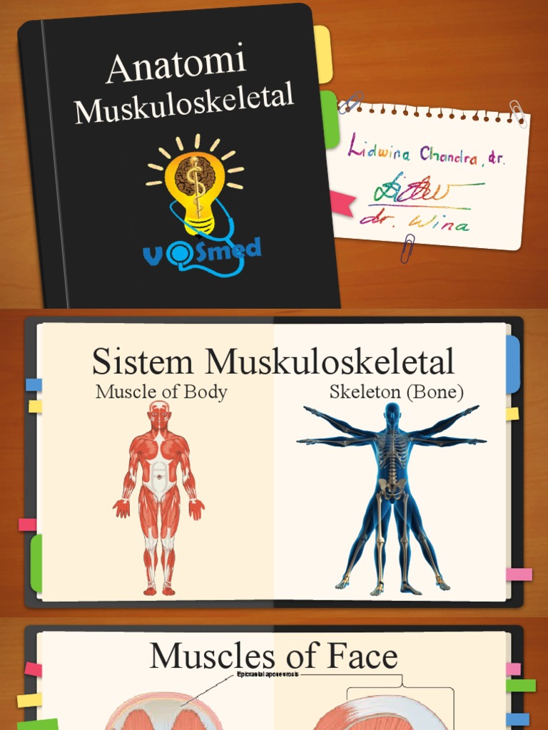 Anatomi Muskuloskeletal (LC VOSmed) | PDF