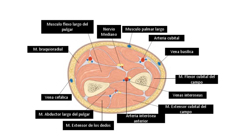 Corte Axial Antebrazo | PDF