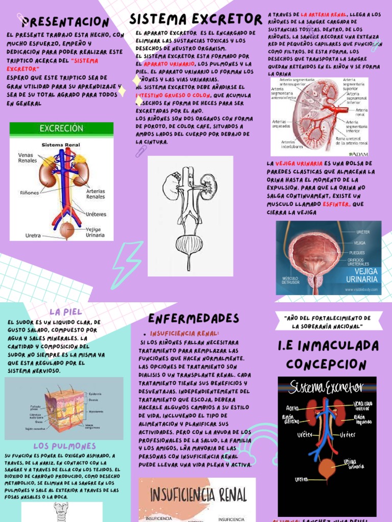 Triptico Sistema Excretor | PDF | Sistema urinario | Riñón
