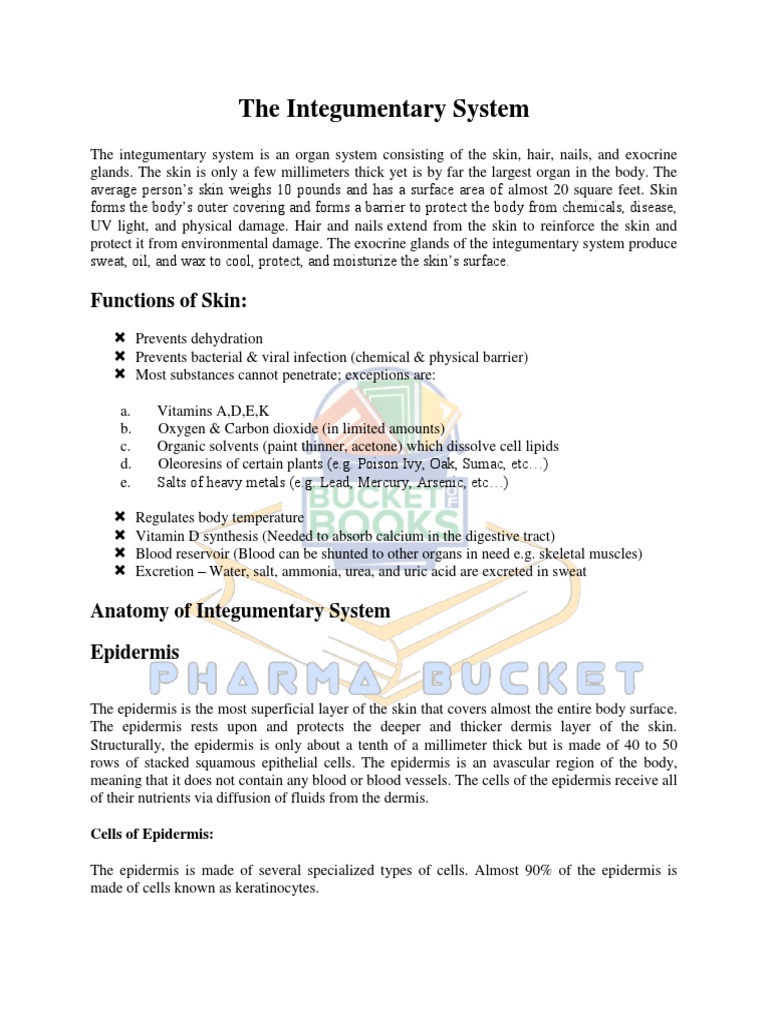 4 The Integumentary System 22896 | PDF | Epidermis | Skin