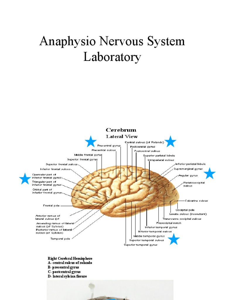 Anaphysio Nervous System Lab PPT 1 | PDF | Parietal Lobe | Cerebral Hemisphere