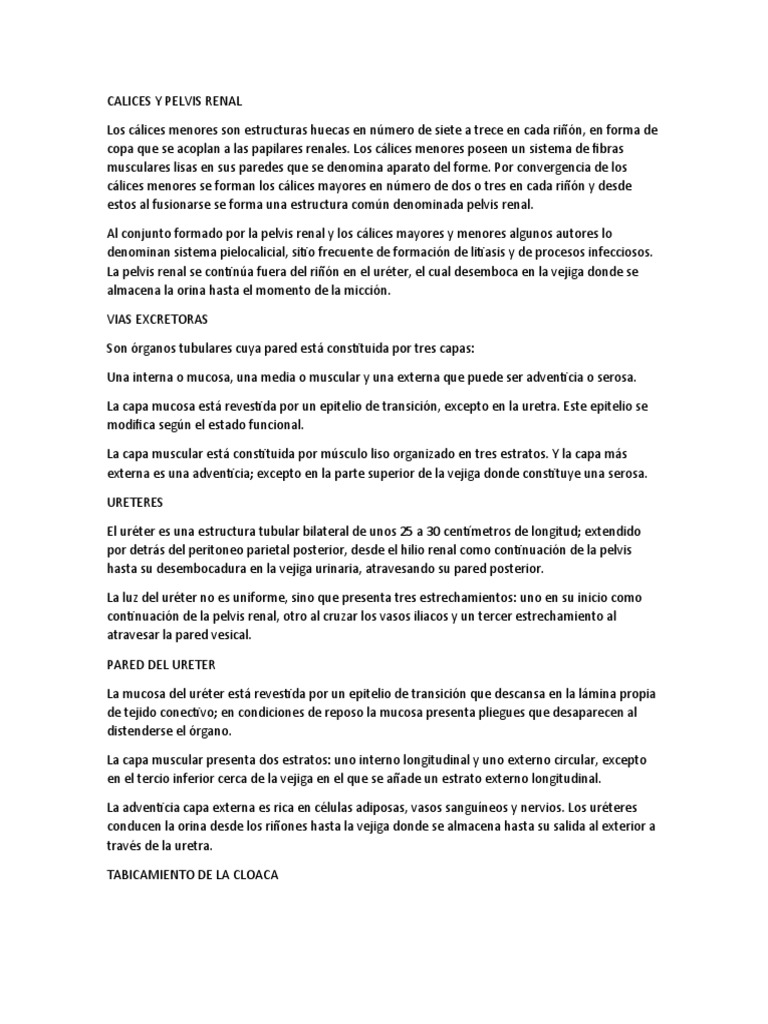 Anatomía de Cálices y Pelvis Renal | PDF | Vejiga urinaria | Riñón