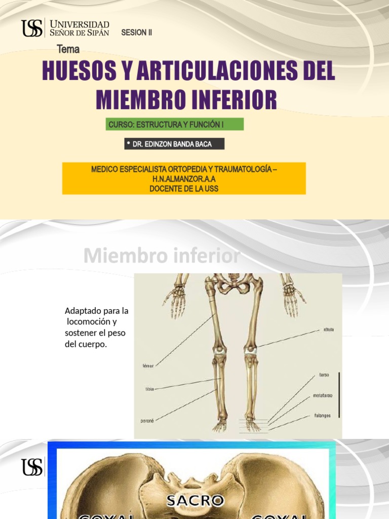 Huesos y Articulaciones Miemro Inferior | PDF | Articulaciones | Sistema musculoesquelético