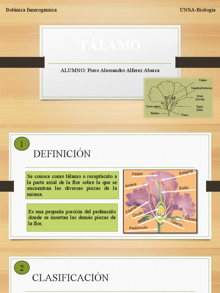 TALAMO EXPO Botánica | PDF | Flores | Plantas