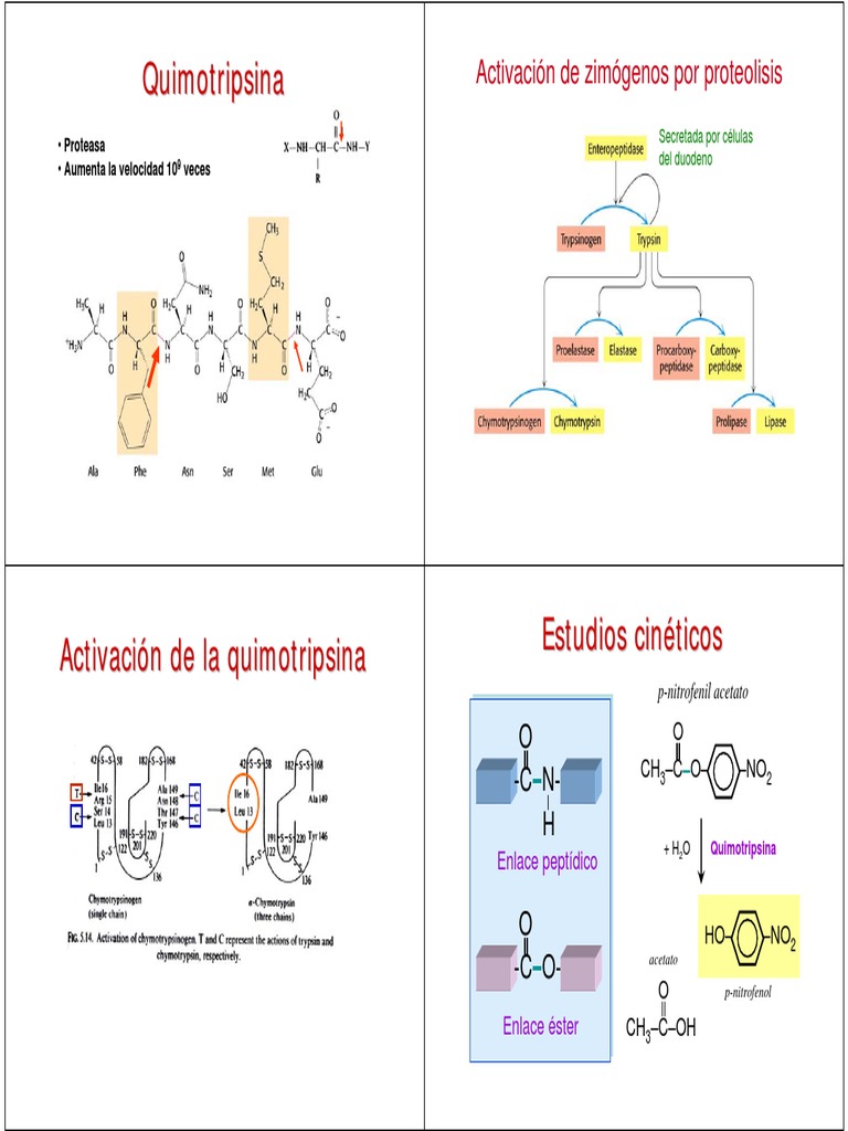 Mecanismos de Catálisis Enzimática | PDF | Inhibidor de la enzima ...