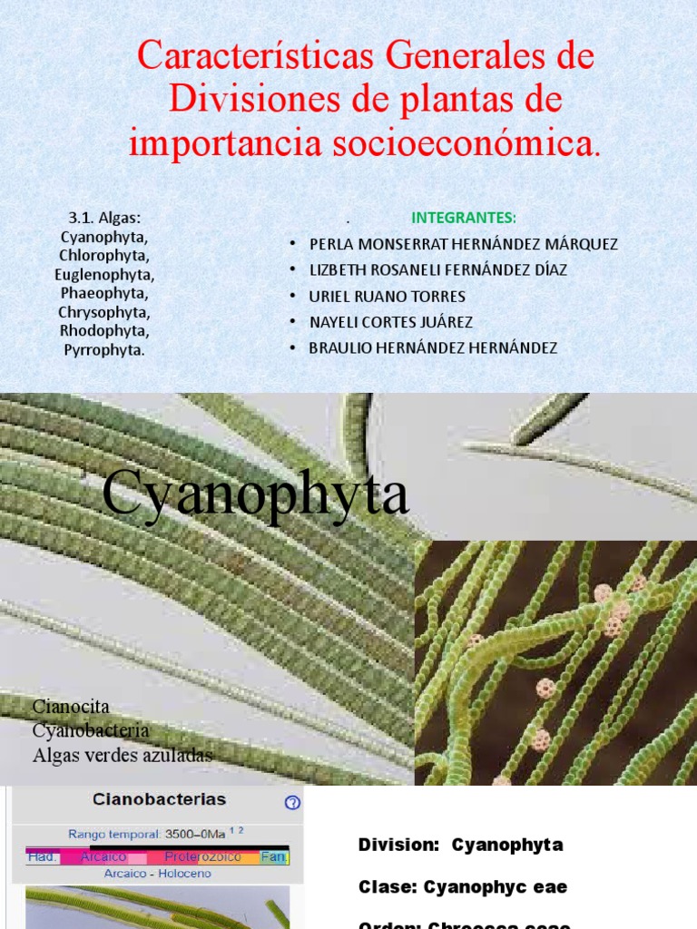 Exposicion Botanica Sistematica | PDF | Algas | Cianobacterias