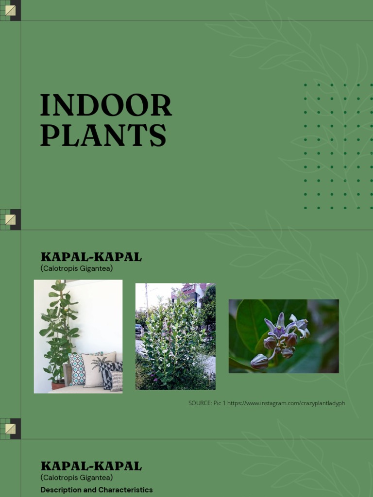 Indoor Plants | PDF | Botany | Organisms