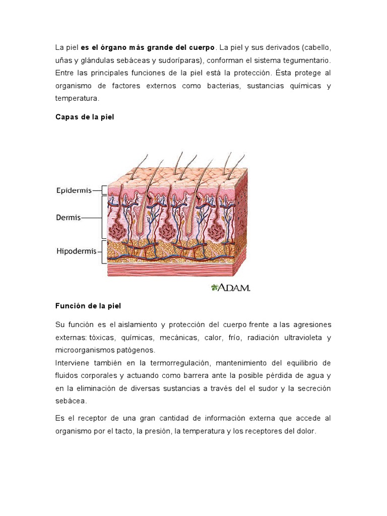 Funciones y Estructura de la Piel | PDF | Piel | Anatomía