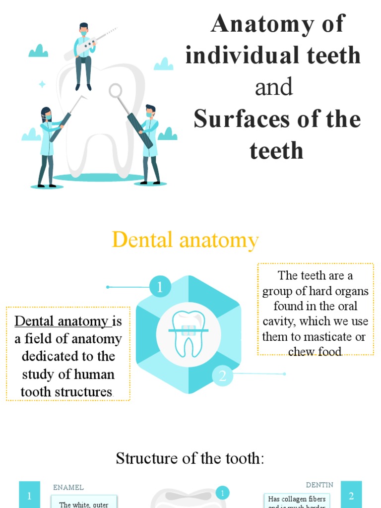 Anatomy of The Teeth | PDF | Dental Anatomy | Tooth