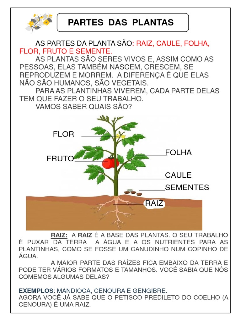 Partes Das Plantas Texto Informativo | PDF | Raiz | Plantas