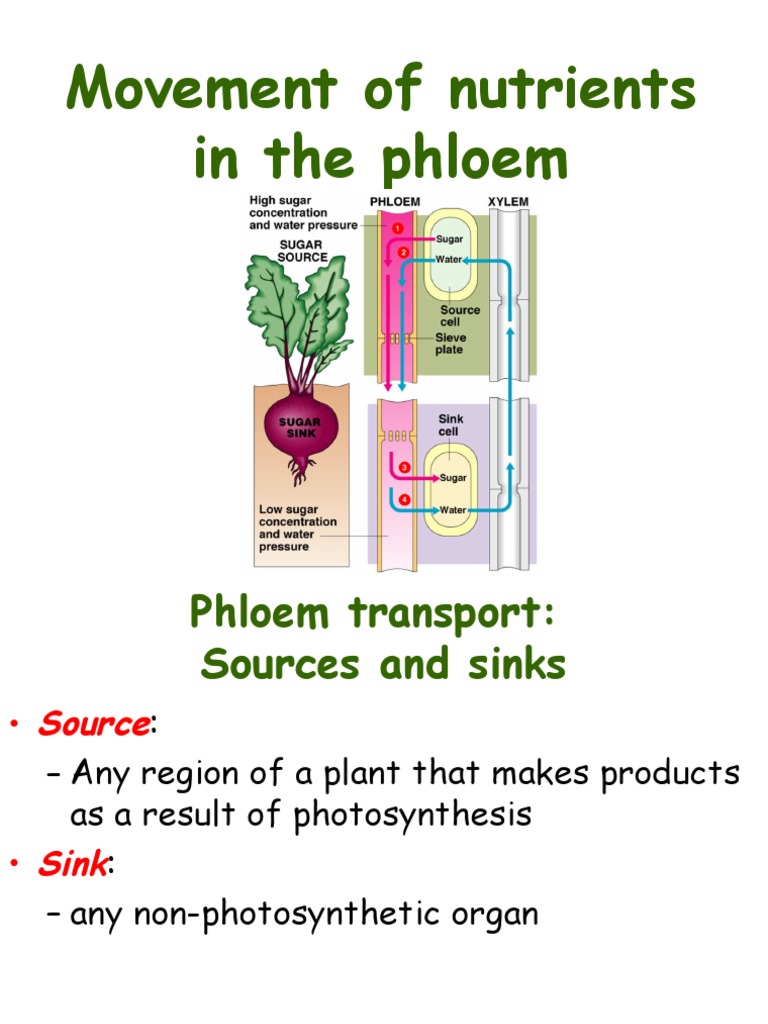 Translocation in The Phloem and Storage Organs | PDF | Plants | Biology