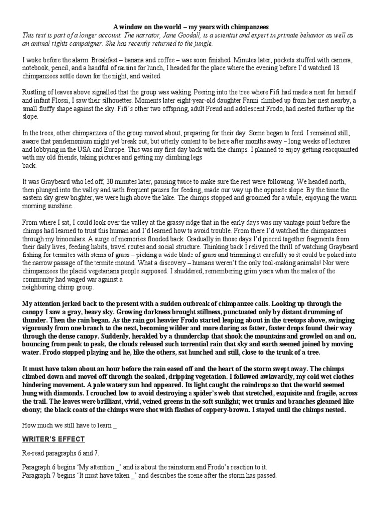 Chimps Writer's Effect | PDF | Chimpanzee