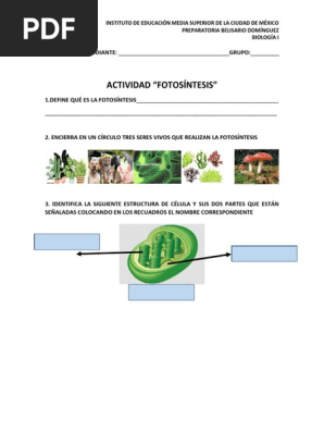 Hoja De Trabajo De Respiración Celular: Clave De Respuestas
