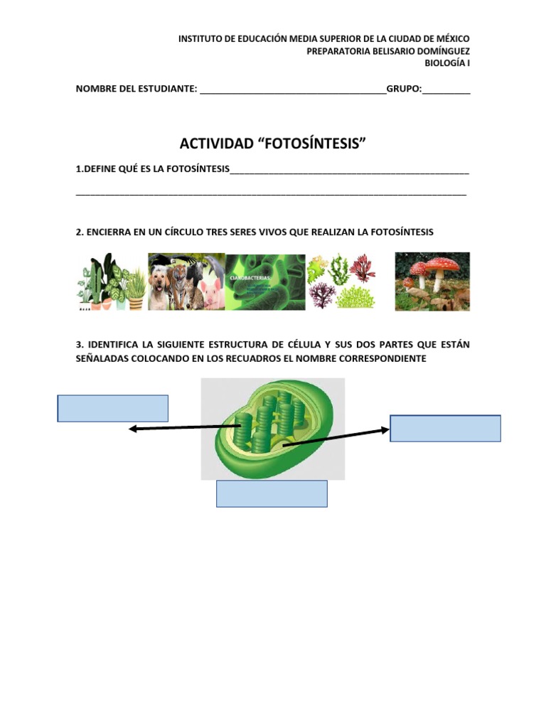 Actividad Integrativa Fotosíntesis y Respiración Celular | PDF ...
