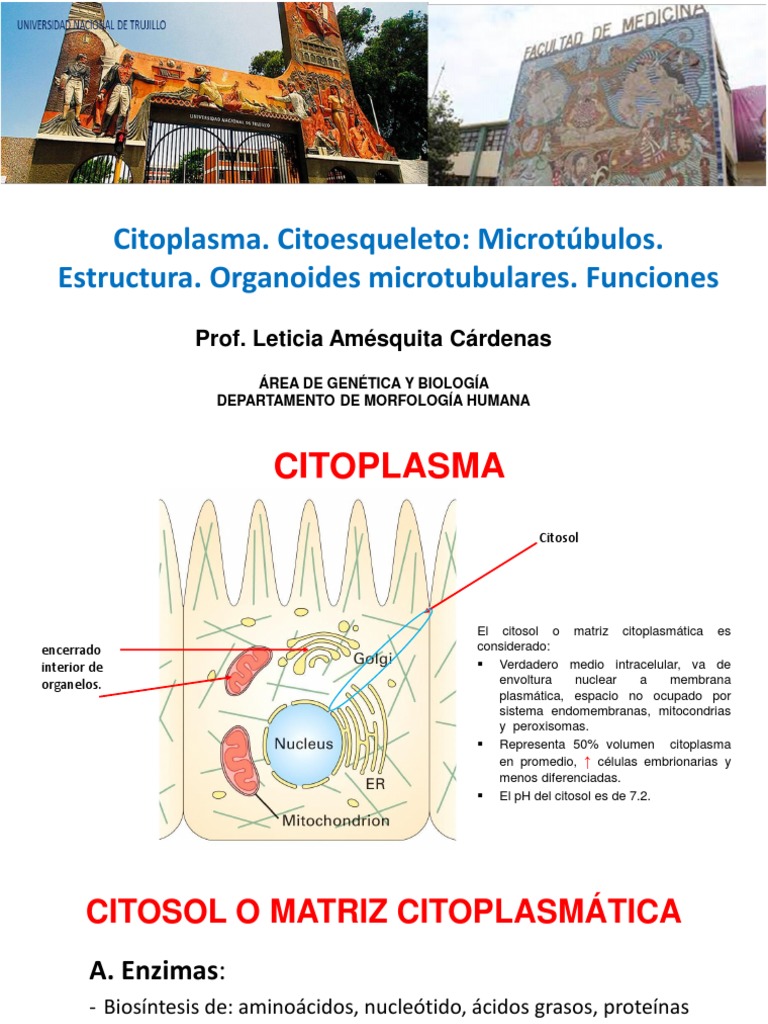 Funciones de Microtúbulos y Citosol | PDF | Microtúbulos | Citoplasma
