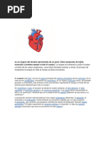Comparación Anatómica Del Corazón Humano Con El Corazón de Animales ...