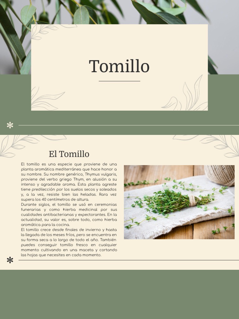 Tomillo | PDF