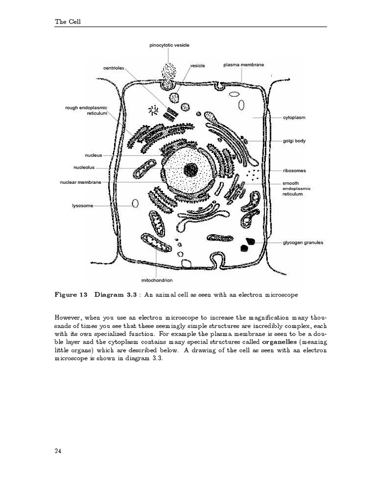 Cell Membrane & Transport Basics | PDF | Epithelium | Endoplasmic Reticulum