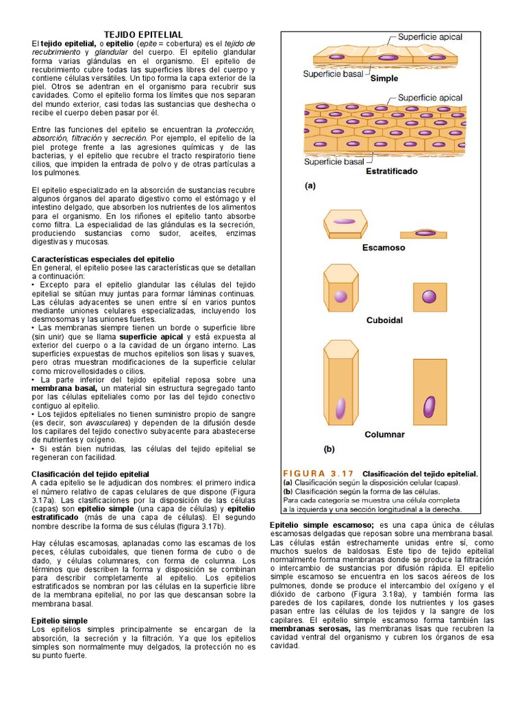 Tejido Epitelial | PDF | Epitelio | Membrana mucosa