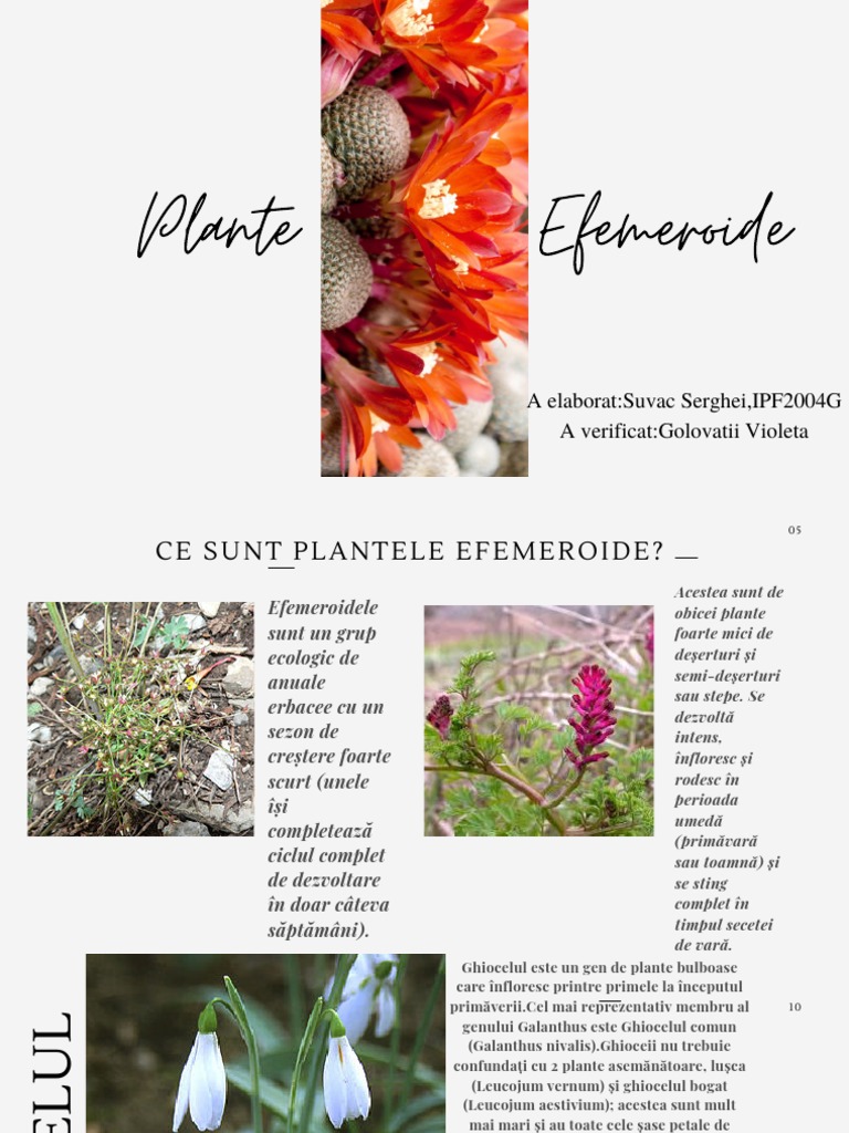 Plante | PDF