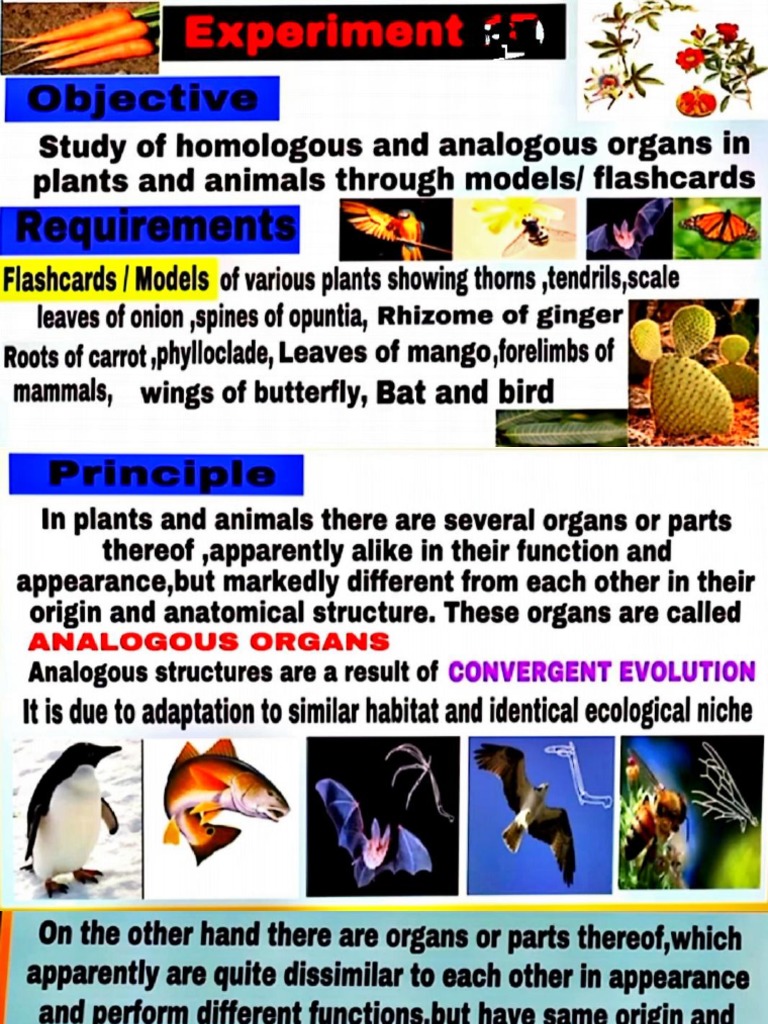 Last Spotting Experiment | PDF